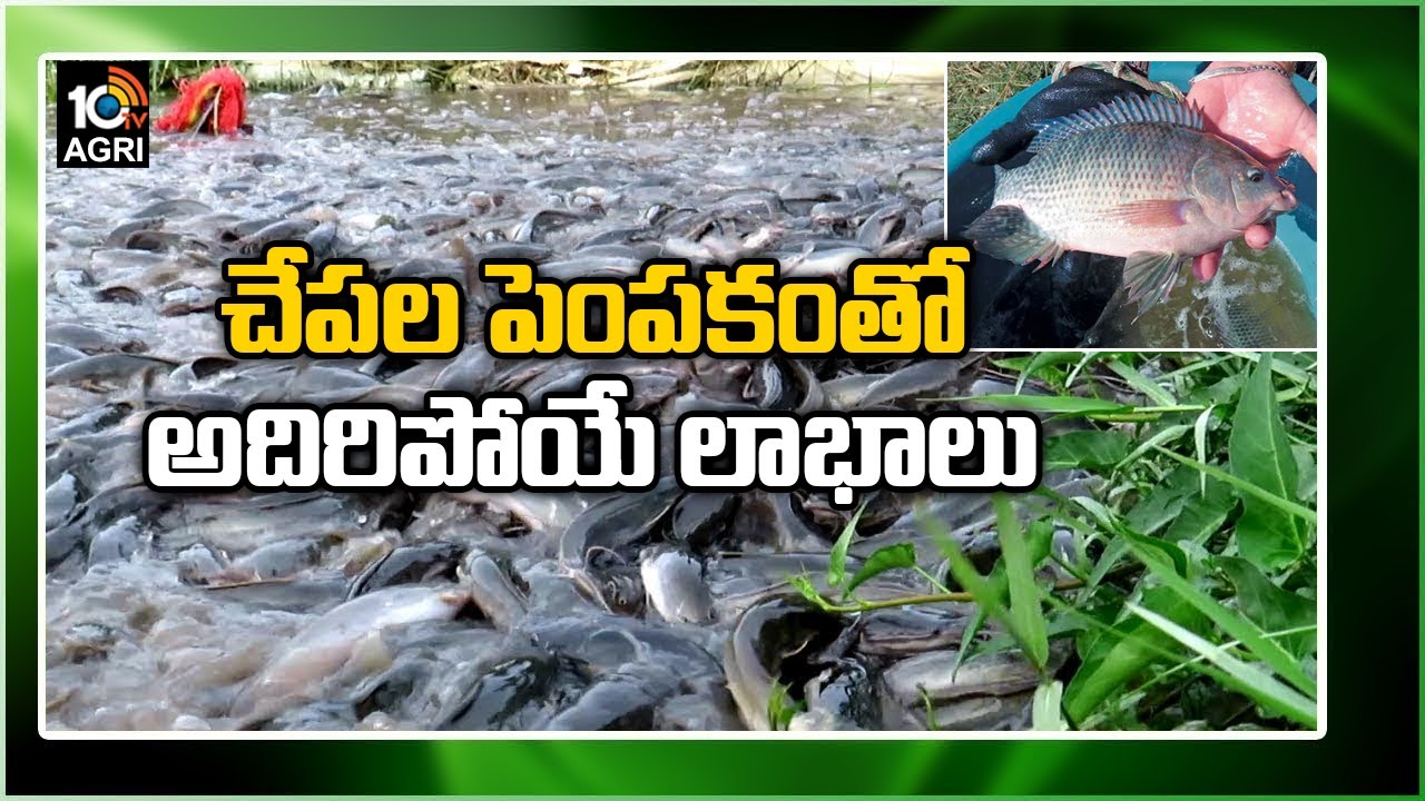 చేపల పెంపకంతో అదిరిపోయే లాభాలు | Organic Techniques Of Fish Farming ...