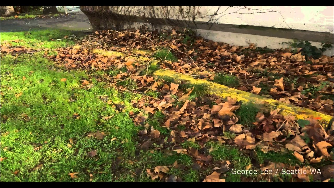 grass edge 4K - YouTube
