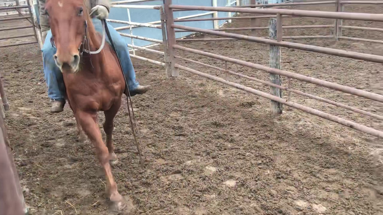 Kansas kill pen - YouTube