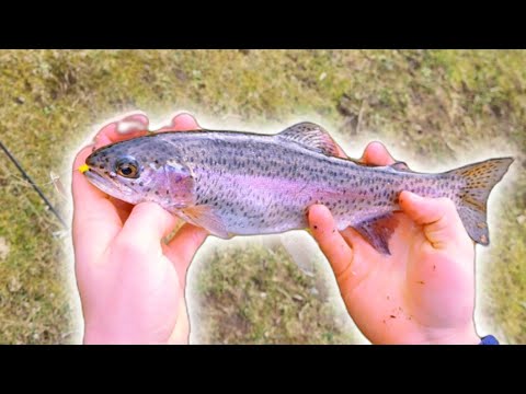 Fishing For Trout in small Pond - YouTube