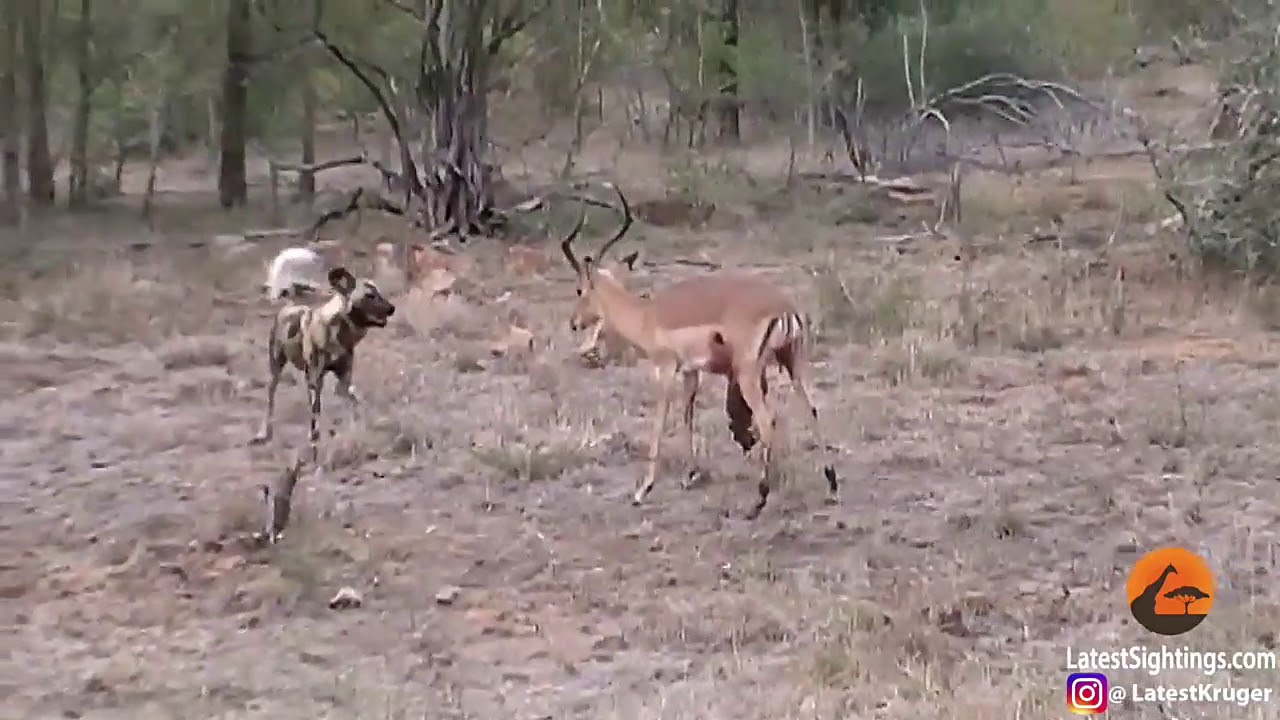 Impala Fighting back with his GUTS out - YouTube
