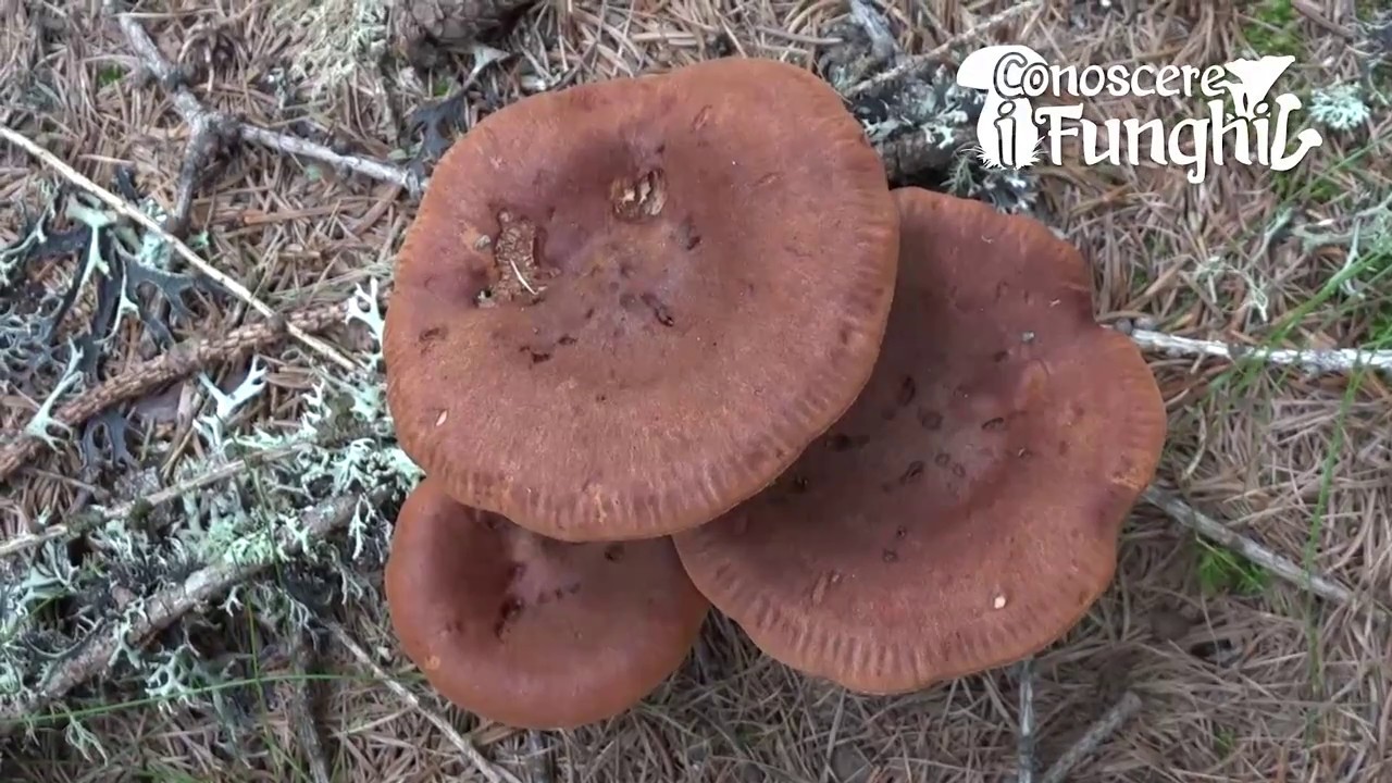 Conoscere i Funghi - Lactarius rufus - YouTube