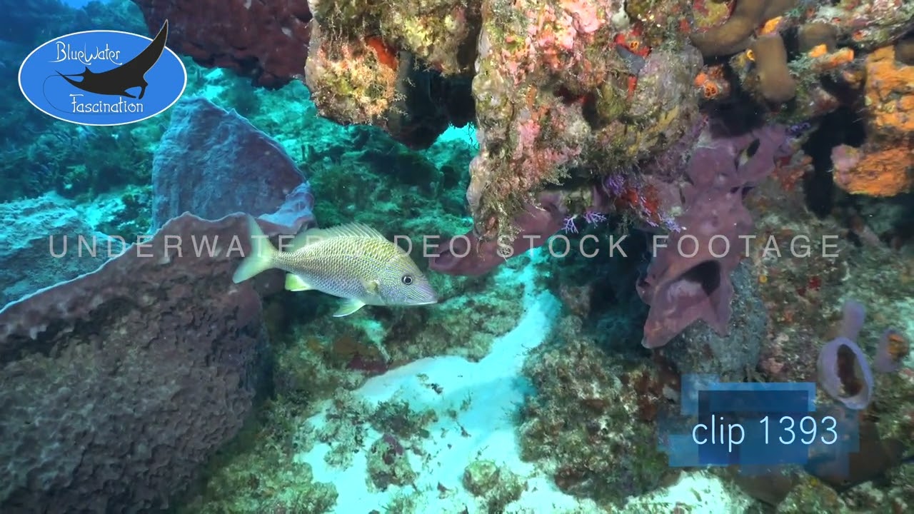 1393_Caesar grunt Haemulon cabonarium Cozumel, Caribbean Sea, Mexico ...