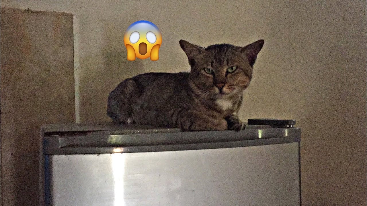 #135 Animal cat | Mrr cat so sad 2023 Video | Cat pich - YouTube