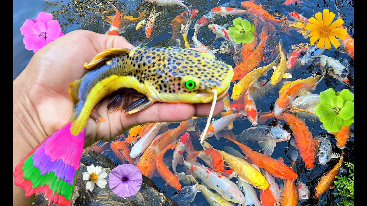 Catching Strange Ornamental Fish In Tiny Pond, Glass Fish, Grouper Fish ...