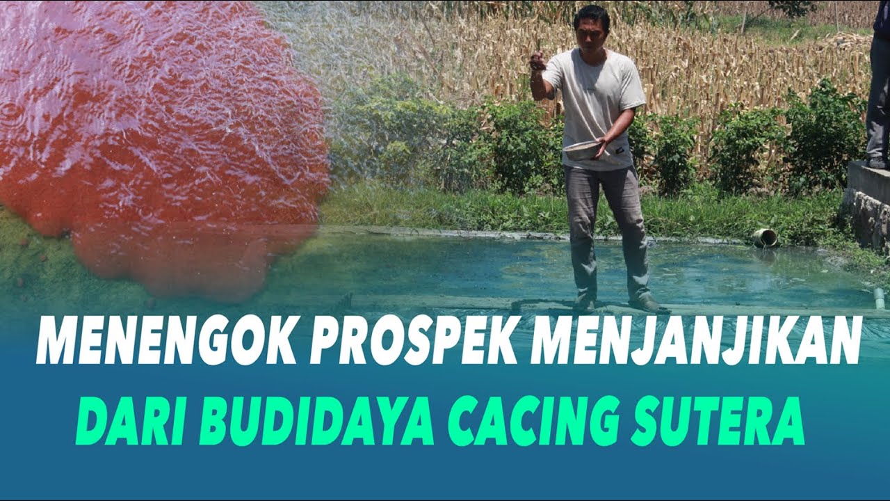 Berawal dari Bibit Lele, Ari Wibowo Malah Sukses Budidayakan Cacing ...