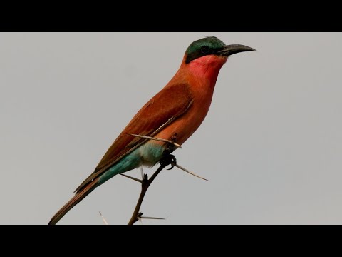 Southern Carmine Bee-eater call / sound