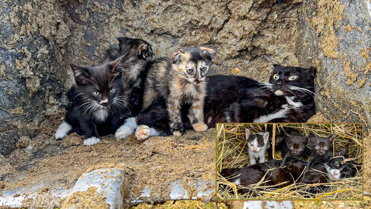 A Heartwarming Tale: Poisoned Mother Cat Saved, A Family's Recovery Story | LTT Animal - Rescue ...