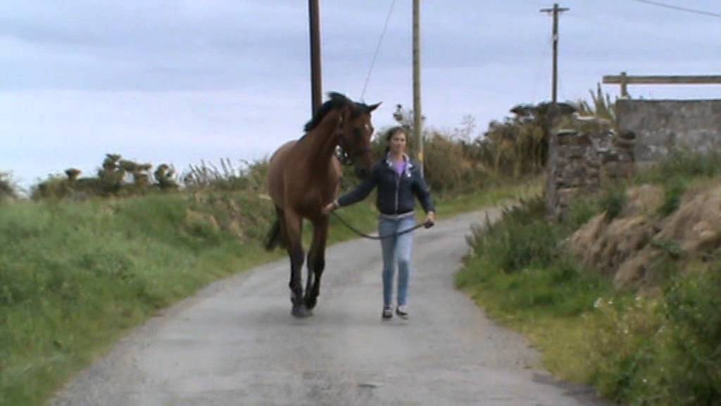 140816 Waterford trot in hand towards camera - YouTube
