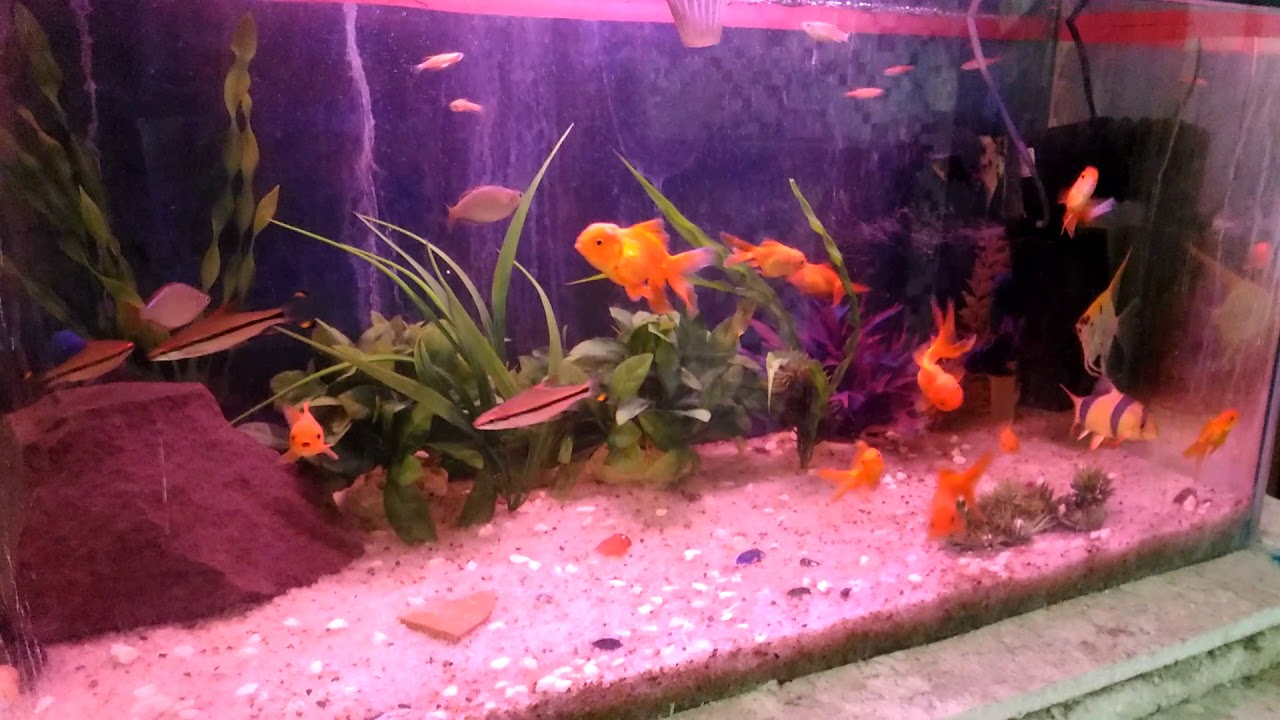 My brother's beautiful gold fish community tank. - YouTube