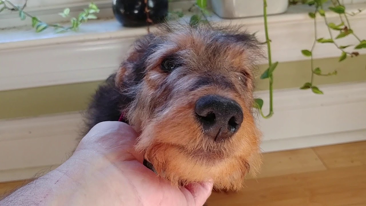 Mr. Purple with Ribbon Airedale Terrier Puppy for Sale on December 13 ...