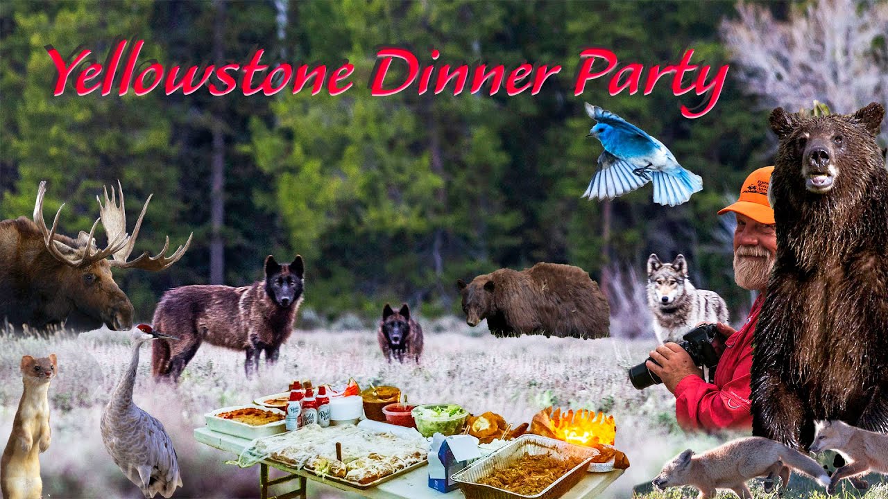 Yellowstone Dinner Party - grizzlies and wolves - YouTube