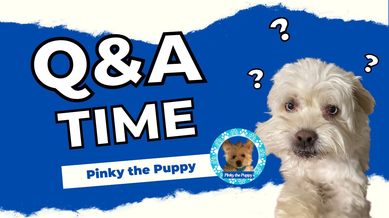 All About Pinky the Puppy | Dog Q&A! - YouTube