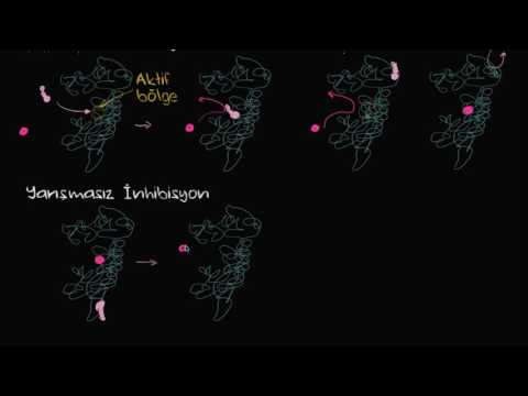 Yarışmasız İnhibisyon (Biyoloji / Enerji ve Enzimler)