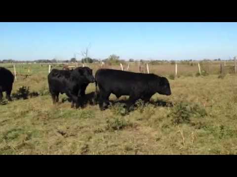 Stout bulls ready to cover cows! - YouTube