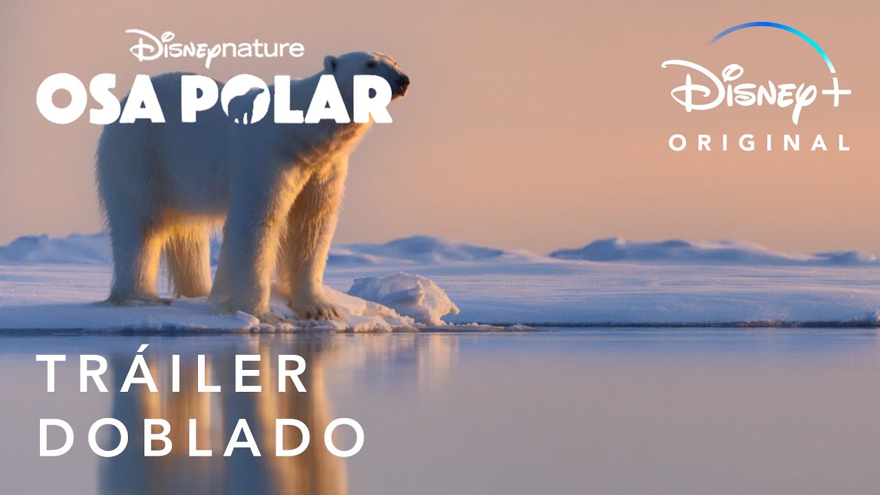 Osa Polar | Tráiler Oficial Doblado | Disney+ - YouTube