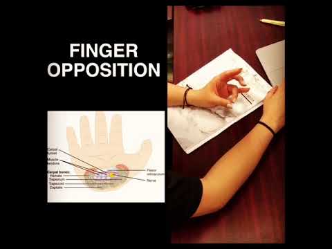 Finger Opposition Exercise | EPT - YouTube