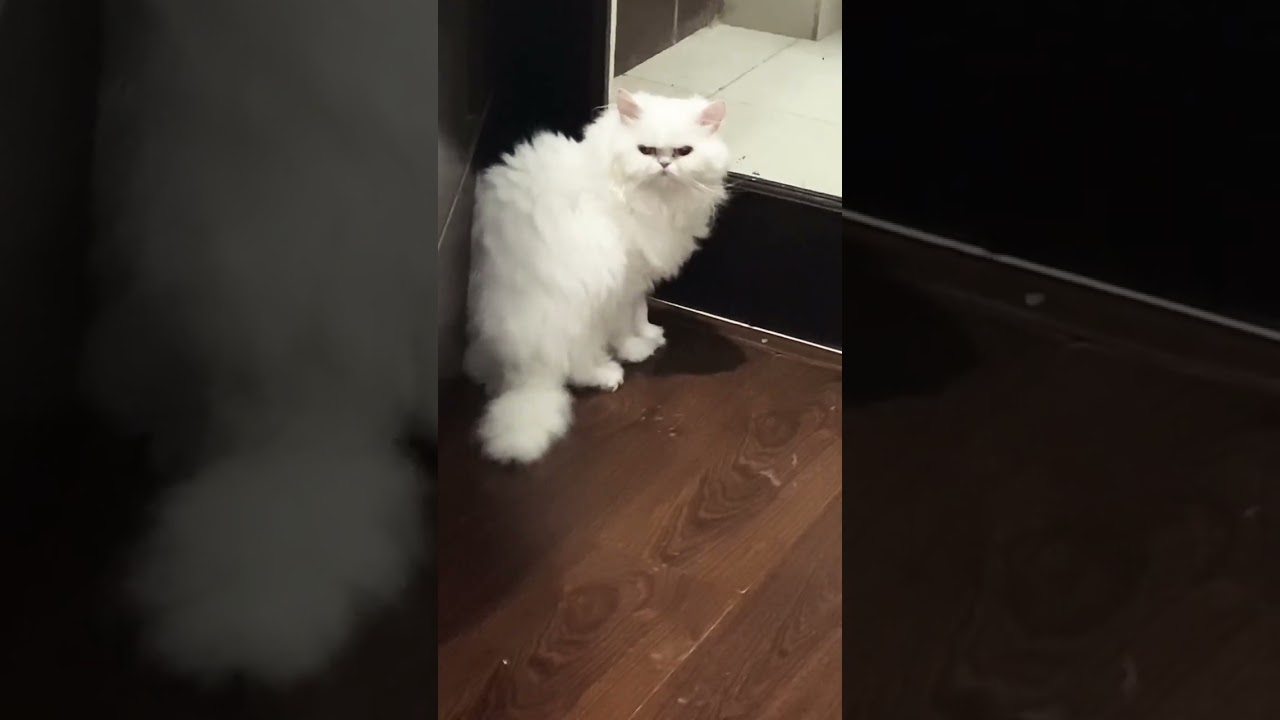 Fat fluffy cat🥰cute fluffy white cat🥰🥰#cat#cats#fat#fluffy#cute#cutecat ...