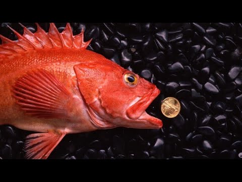 Sunday Gospel [5-02-21]: Jesus Paid the Temple Tax (Matthew 17:24-27 ...