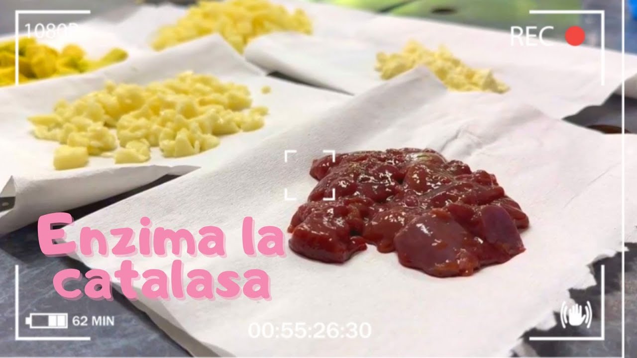 Experimento enzima catalasa - YouTube