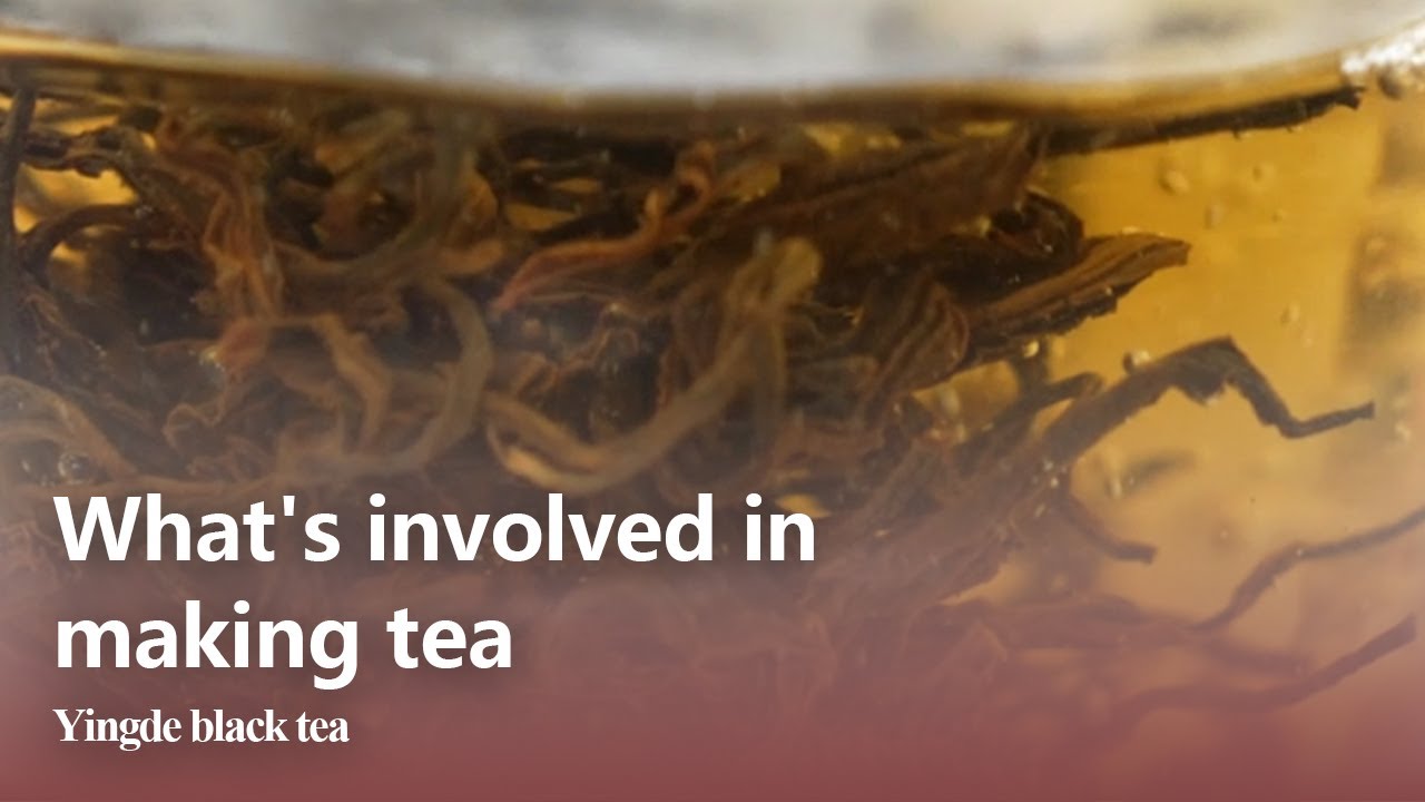 What's involved in making tea? Yingde Back Tea - YouTube