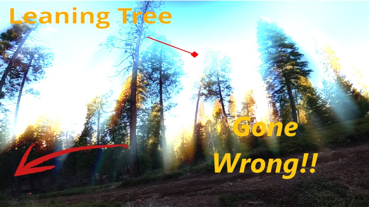 Leaning Tree drop gone wrong, consequences! - YouTube
