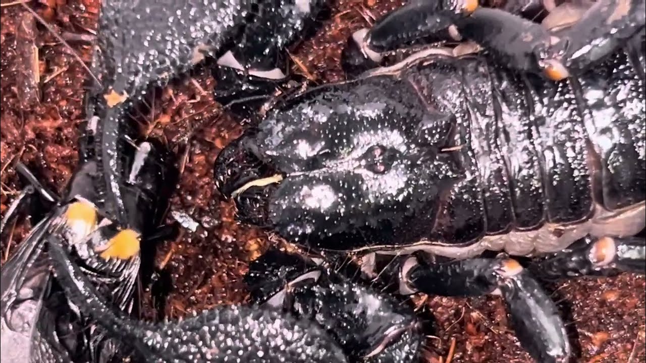 オオダイオウサソリ (Pandinus dictator)) - YouTube