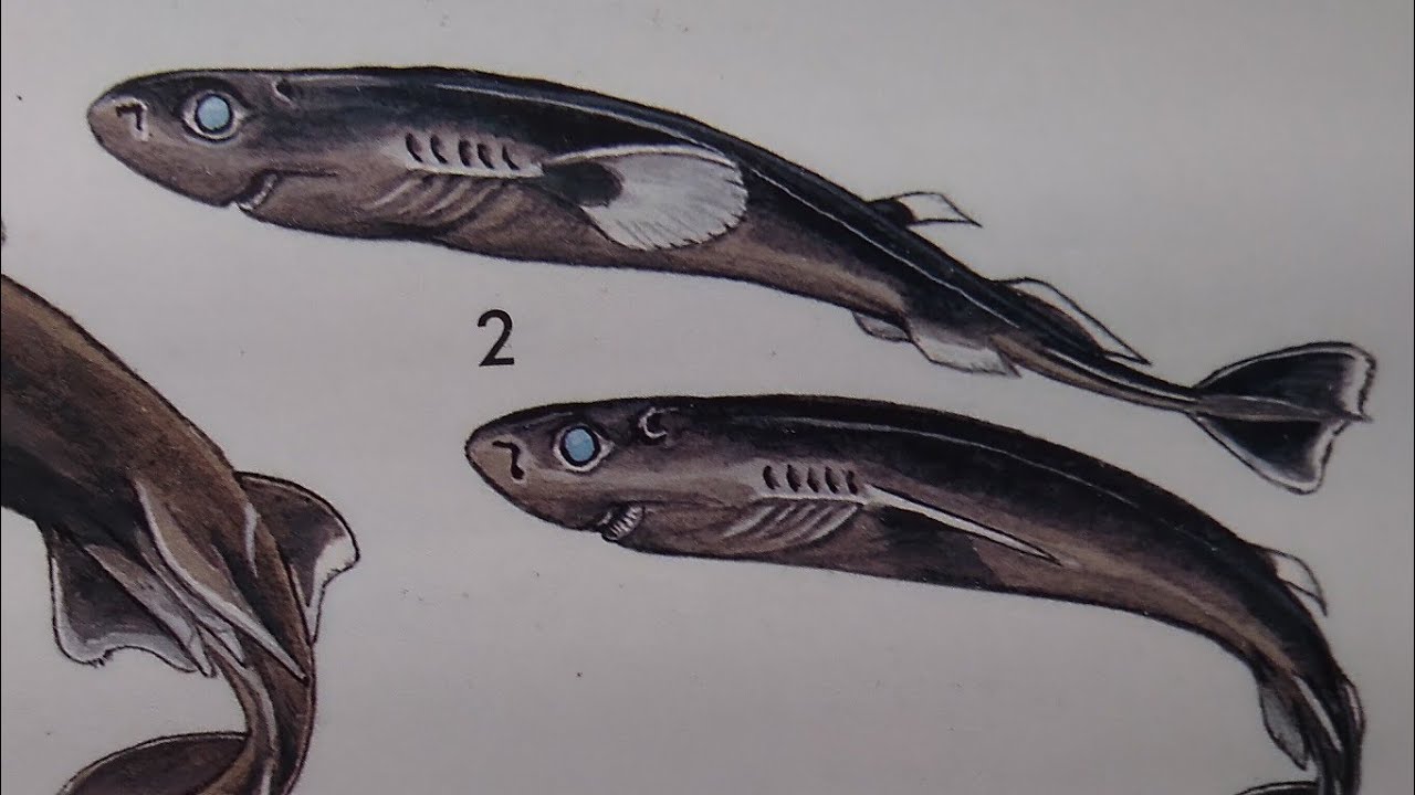 How To Draw a Pygmy Shark - YouTube