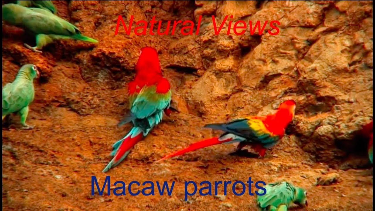 Most Beautiful Macaws on Planet Earth - YouTube