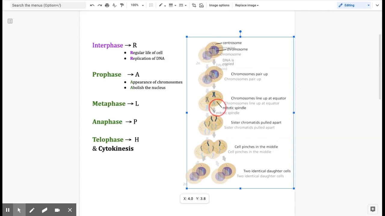 Mitosis Memory Key IPMAT RALPH - YouTube