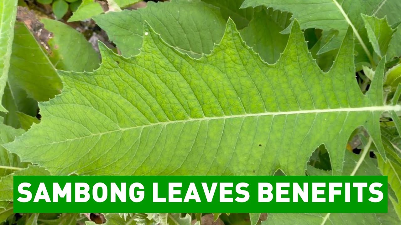 Discovering the Health Benefits of Sambong Leaves: A Natural Remedy for ...