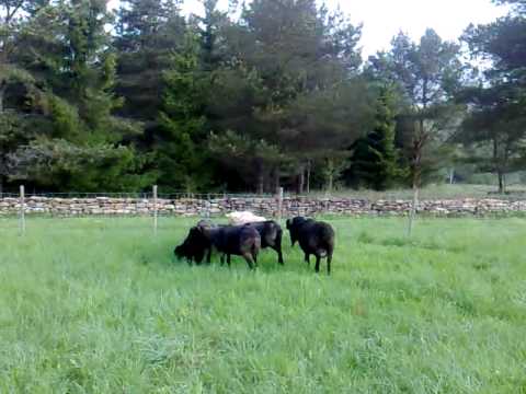 Estonian native sheep, Kiltsi meadow - YouTube