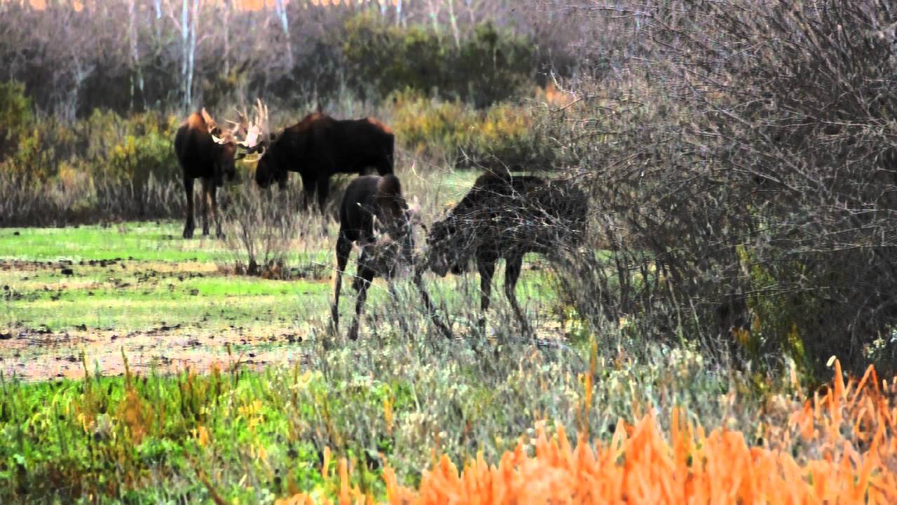 Two sets of bull moose sparring in my pasture - YouTube