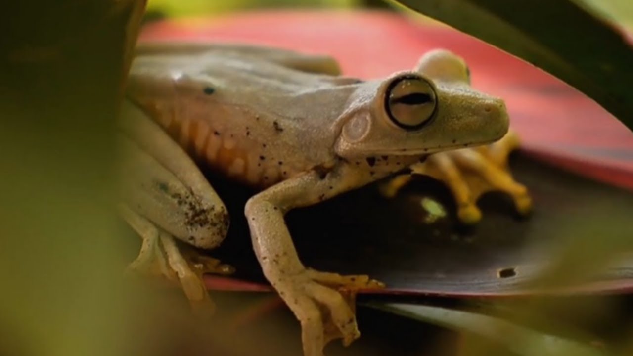 A Tale of Two Frogs | Bengali Stories forKids | Infobells, Frog and The ...