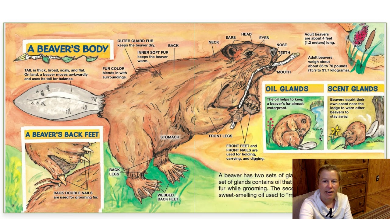 "Beavers" read aloud by Mrs. Wood - YouTube