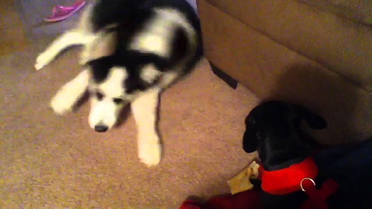 Dogs Fighting Over Bone - YouTube