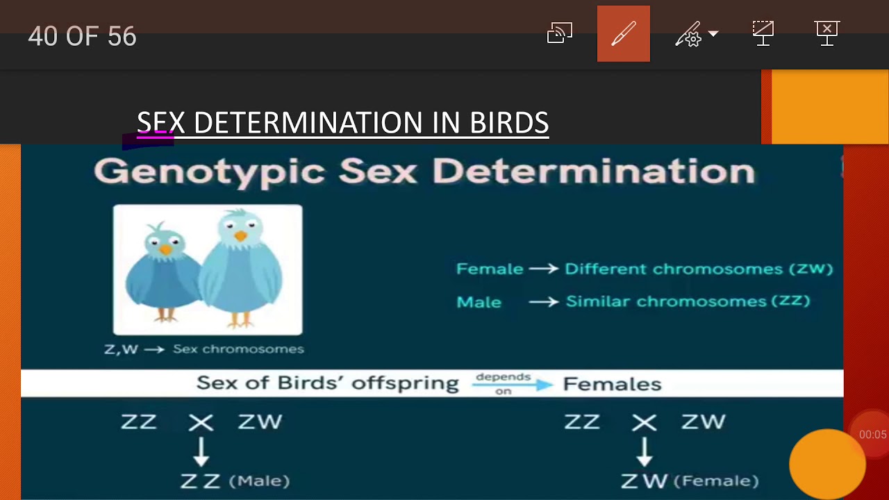 Sex determination in birds and in honey bees| 12th Biology| AB Mishra ...