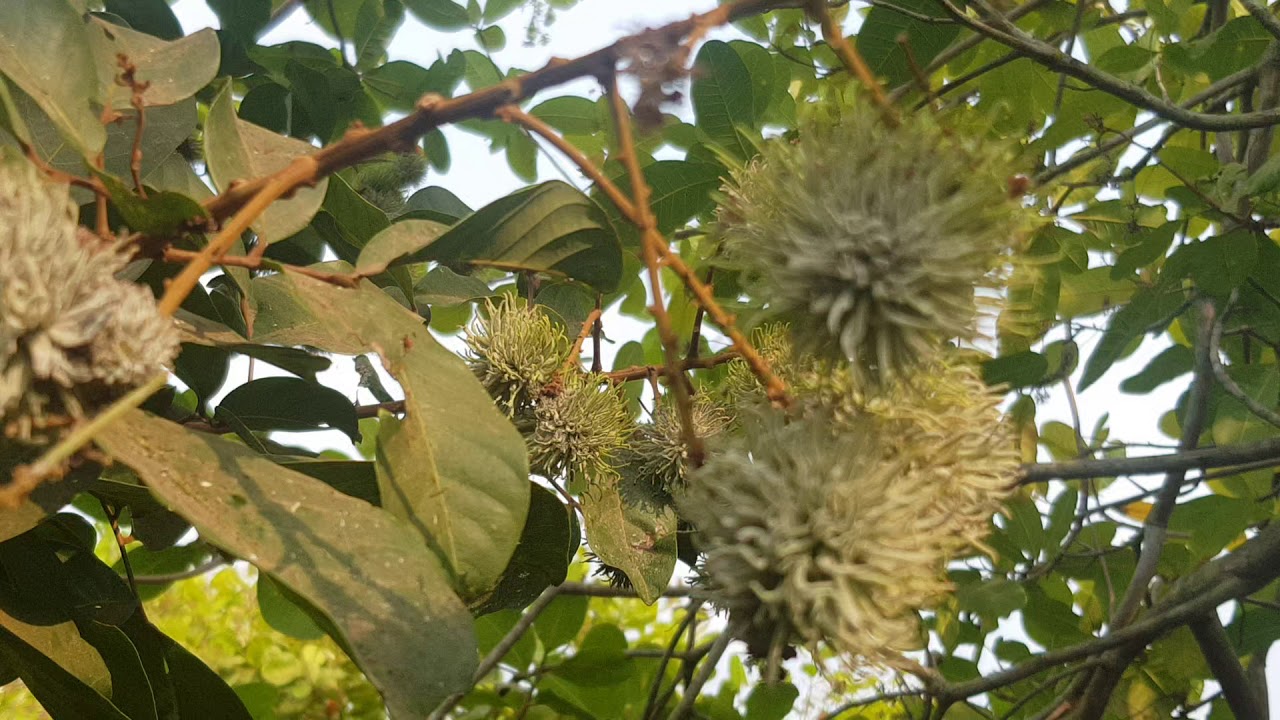 Powdery Mildew Disease of Rambutan, ជំងឺផ្សិតម្សៅសលើផ្លែសាវម៉ាវ ...