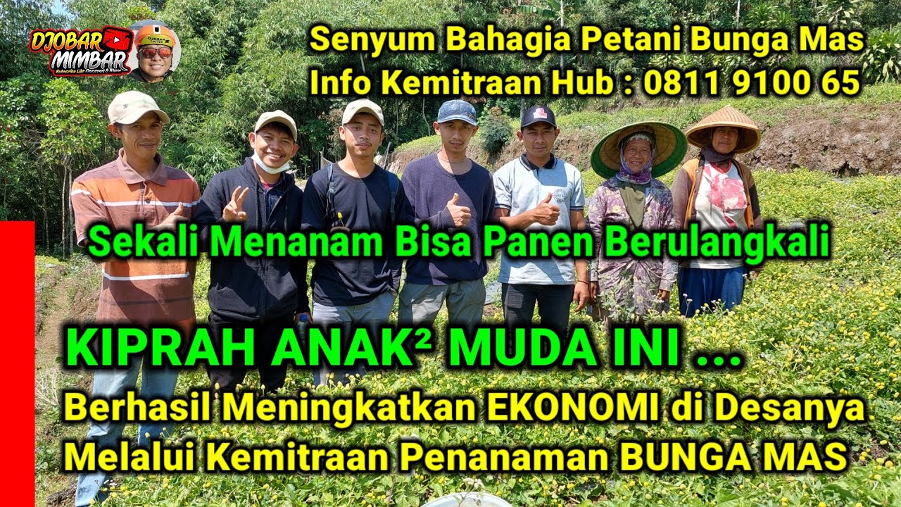 Part 1 | Tanaman BUNGA MAS Jotang | Solusi Tanaman Tumpang Sari Yang ...