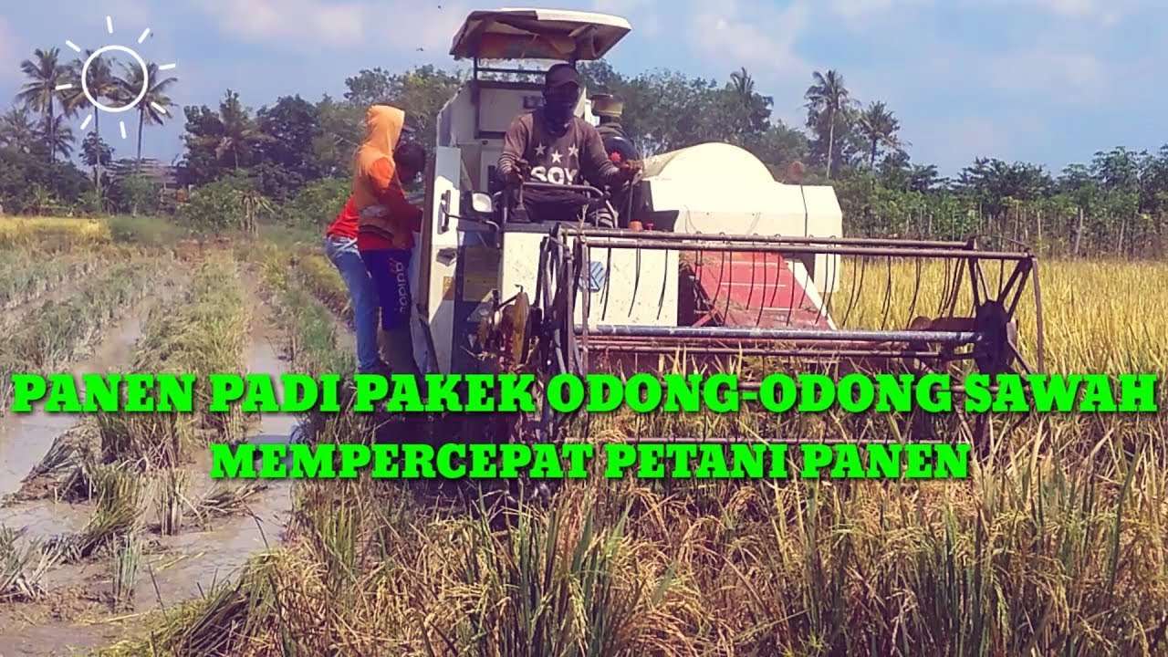 PROSES PANEN PADI DENGAN ALAT COMBEN - YouTube