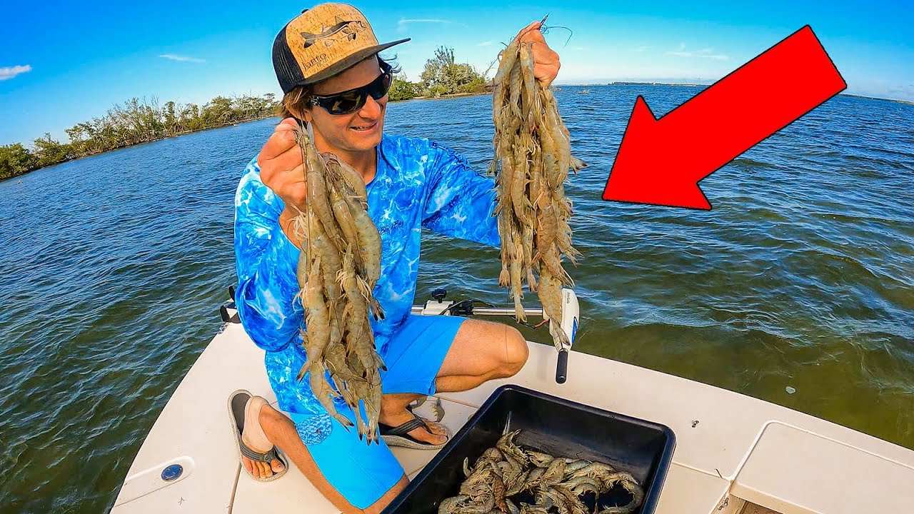 Catching Giant Shrimp and How To Cast Net - YouTube