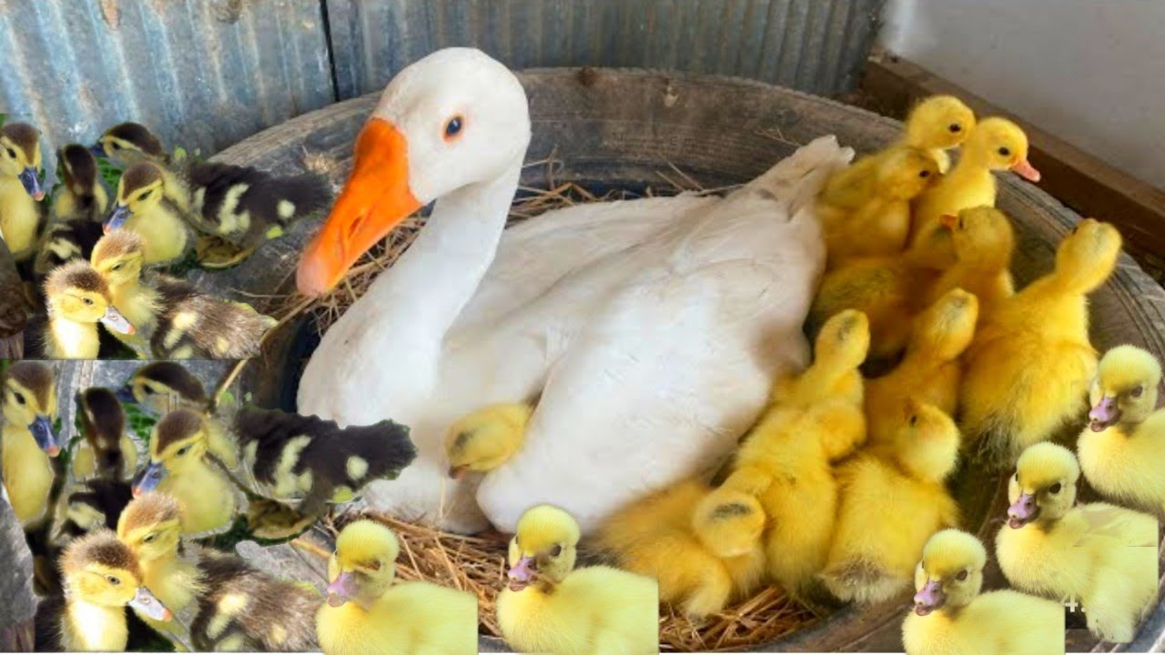 Amazing pekin Duckling Hatching from eggs - New Baby Duck Born - YouTube
