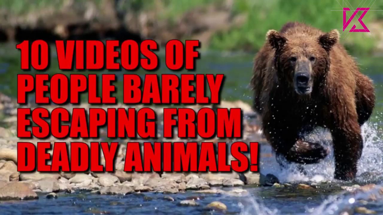 Videos of People Barely Escaping from Deadly Animals! - YouTube