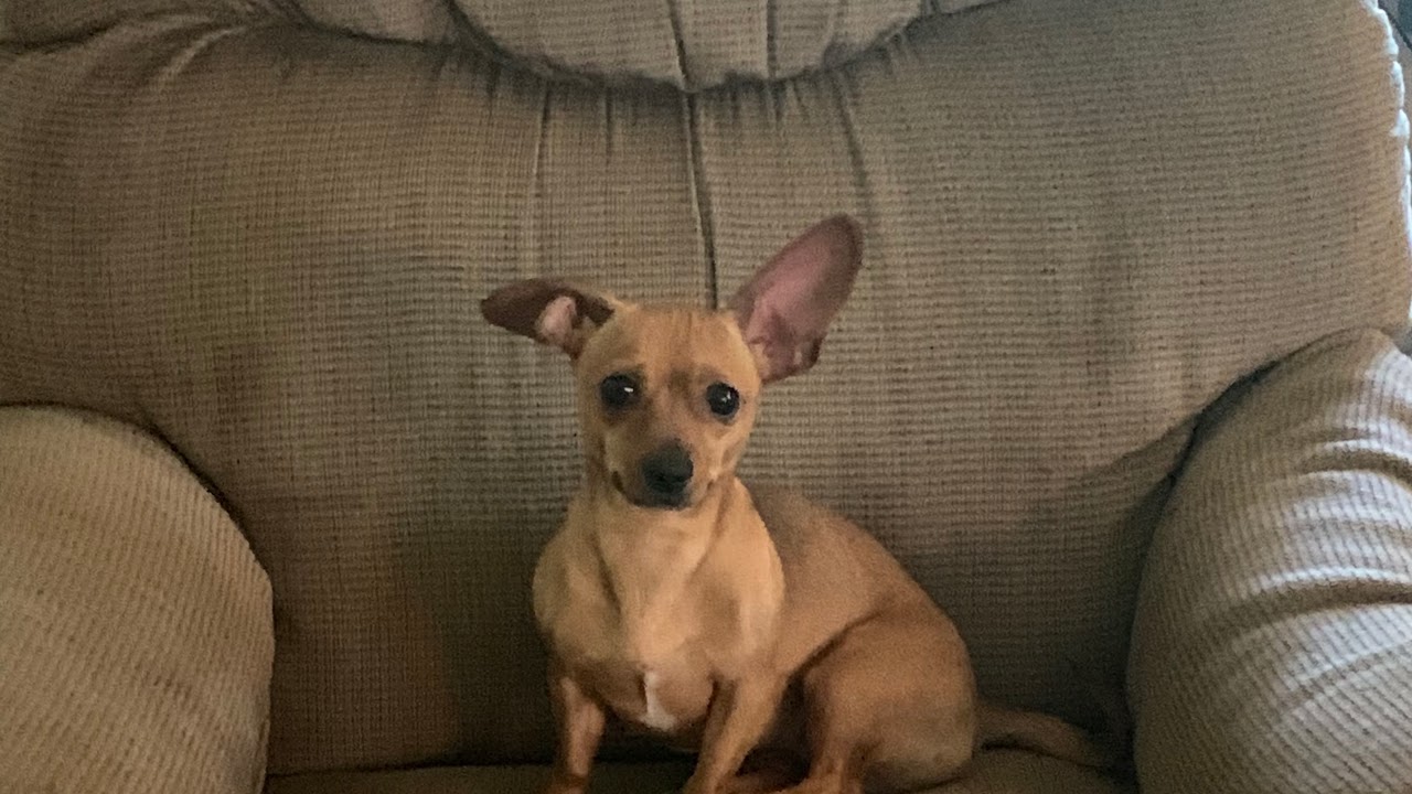 Zeus Incorporated Live Stream - YouTube