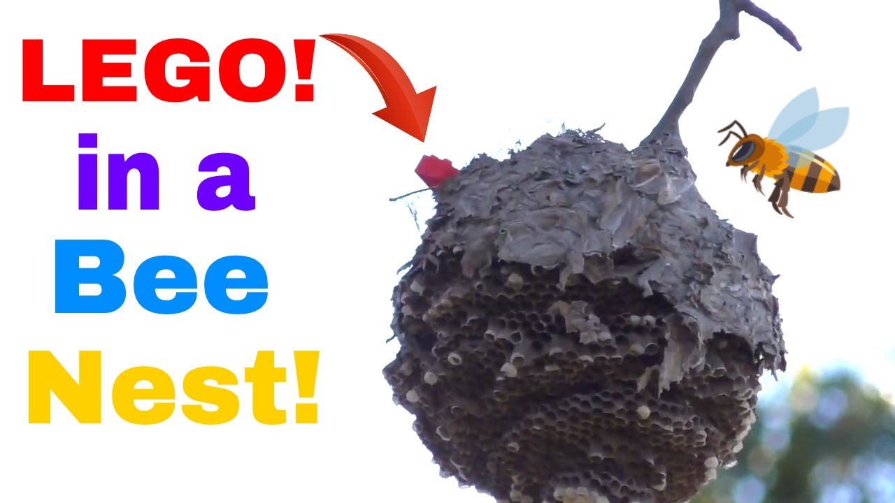 Lego in a HUGE Bee Hive!! 🐝Can we find some honey?🍯Lego stop motion bee ...