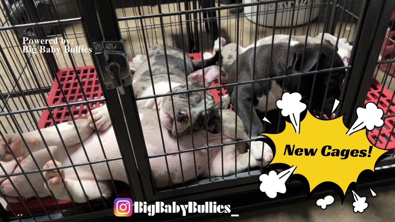 Drop Cages 4 The WIN 🗣️ - Big Baby Bullies 🦍 - YouTube