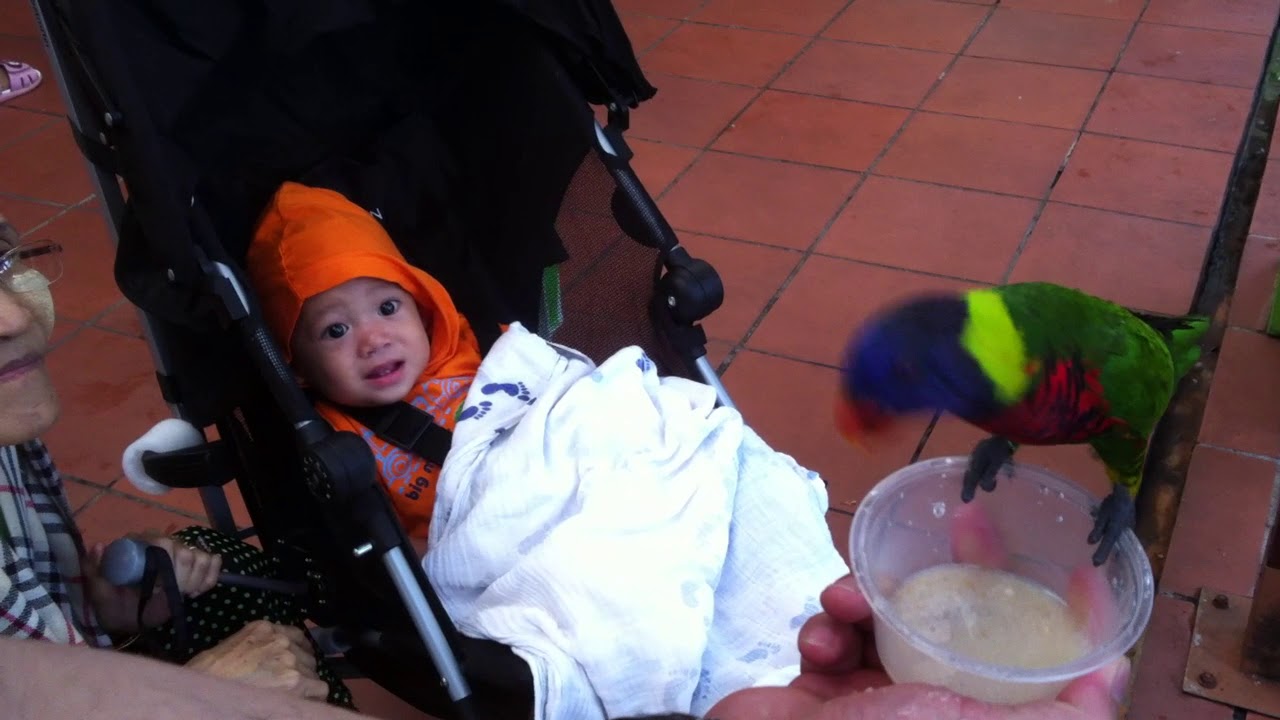 Noble Jude First Trip To SG birds Pk - YouTube