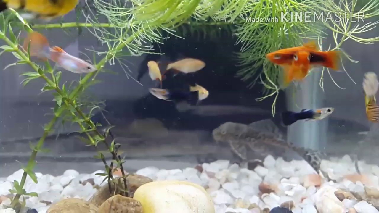 My Betta fish in community tank - YouTube
