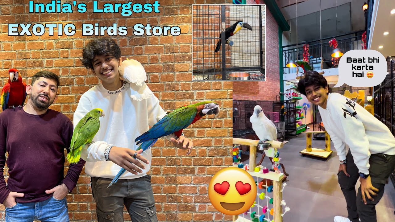 Most Exotic Birds Store in Mumbai |All India Delivery |Macaws,Toucans ...