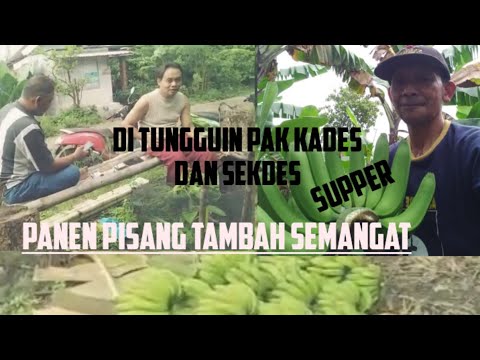 panen pisang tambah semangat ,di temani pak kades dan sekdes cj40 .